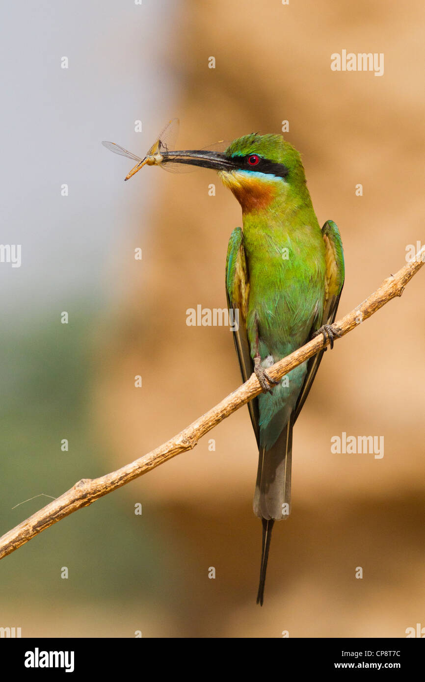 Blue tailed bee eater prey hi-res stock photography and images - Alamy