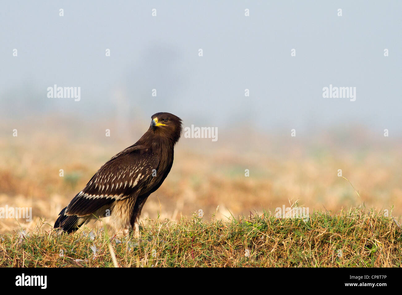 Greater Spotted Eagle (Aquila clanga Stock Photo - Alamy