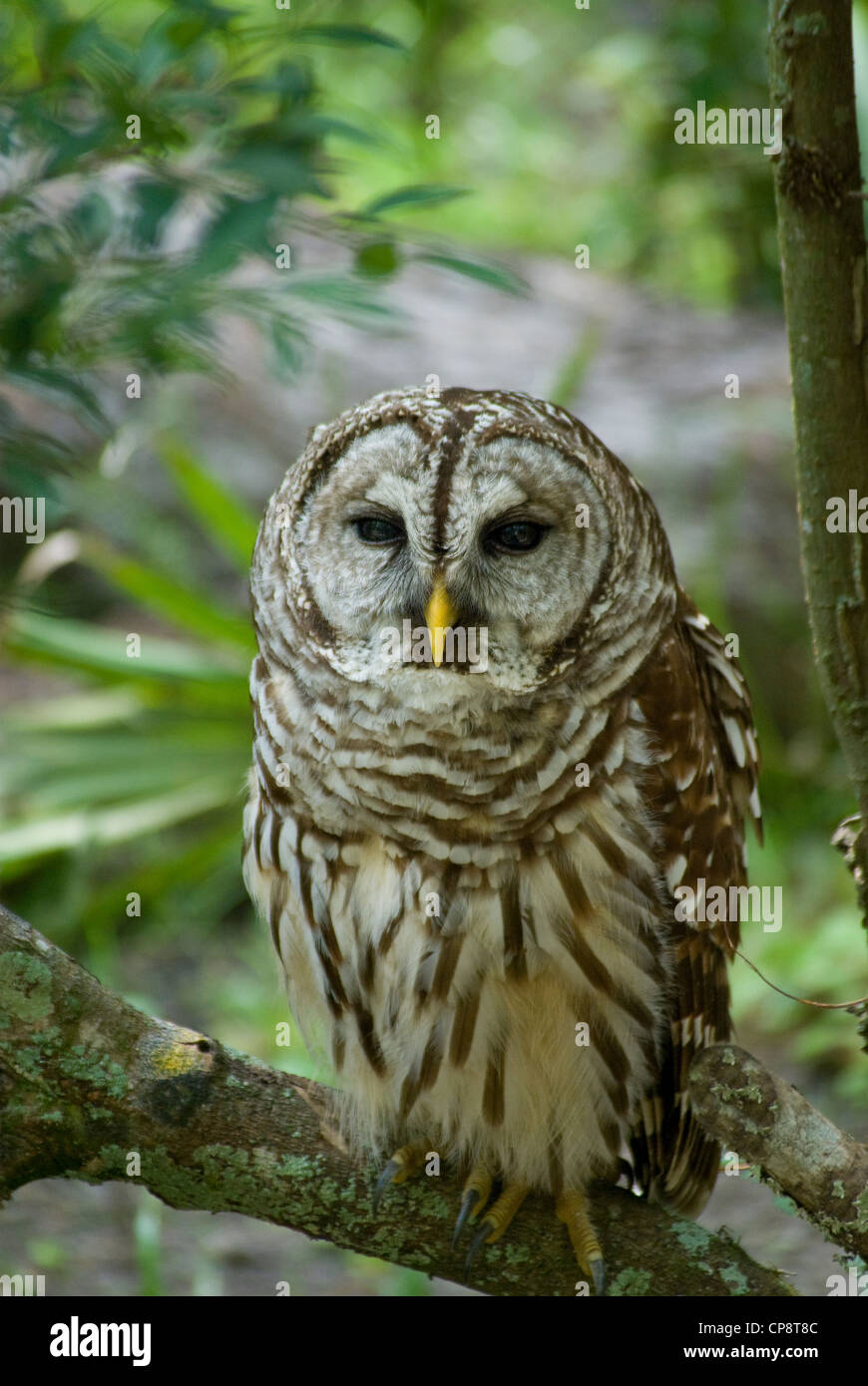 Strix varia hi-res stock photography and images - Alamy