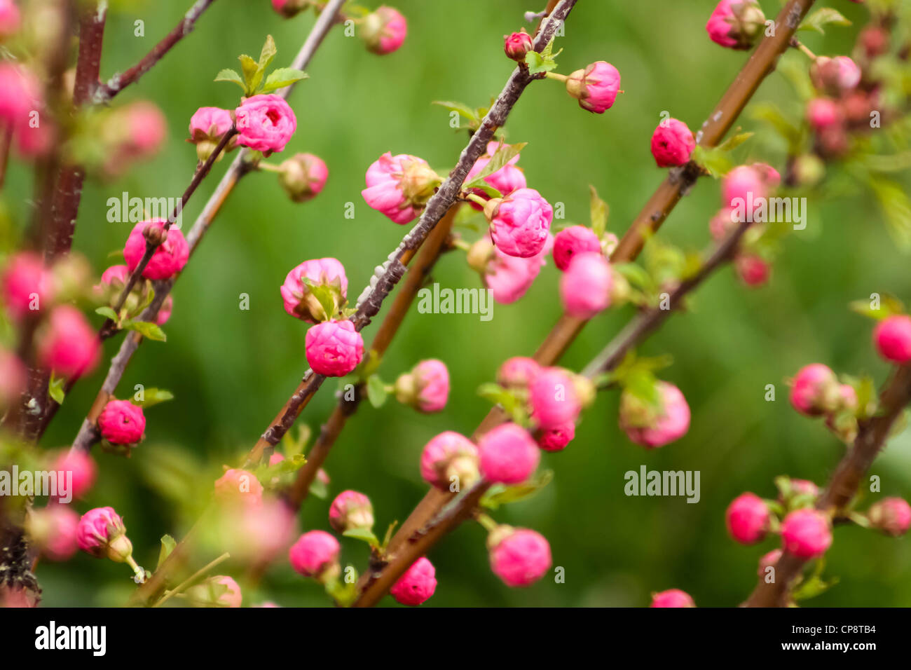 beautiful spring background with red buds Stock Photo - Alamy