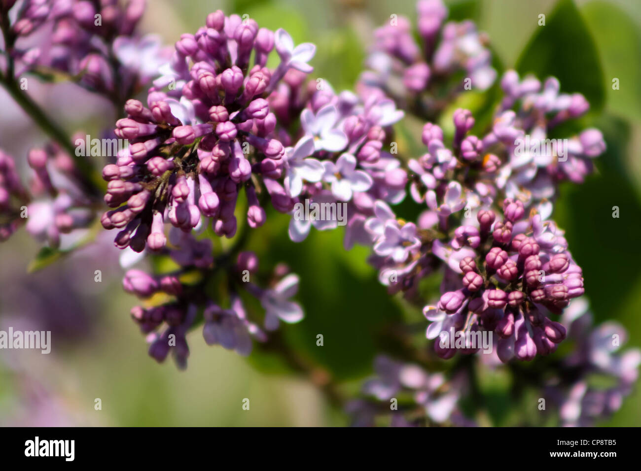 beautiful spring background with lilac flower Stock Photo - Alamy
