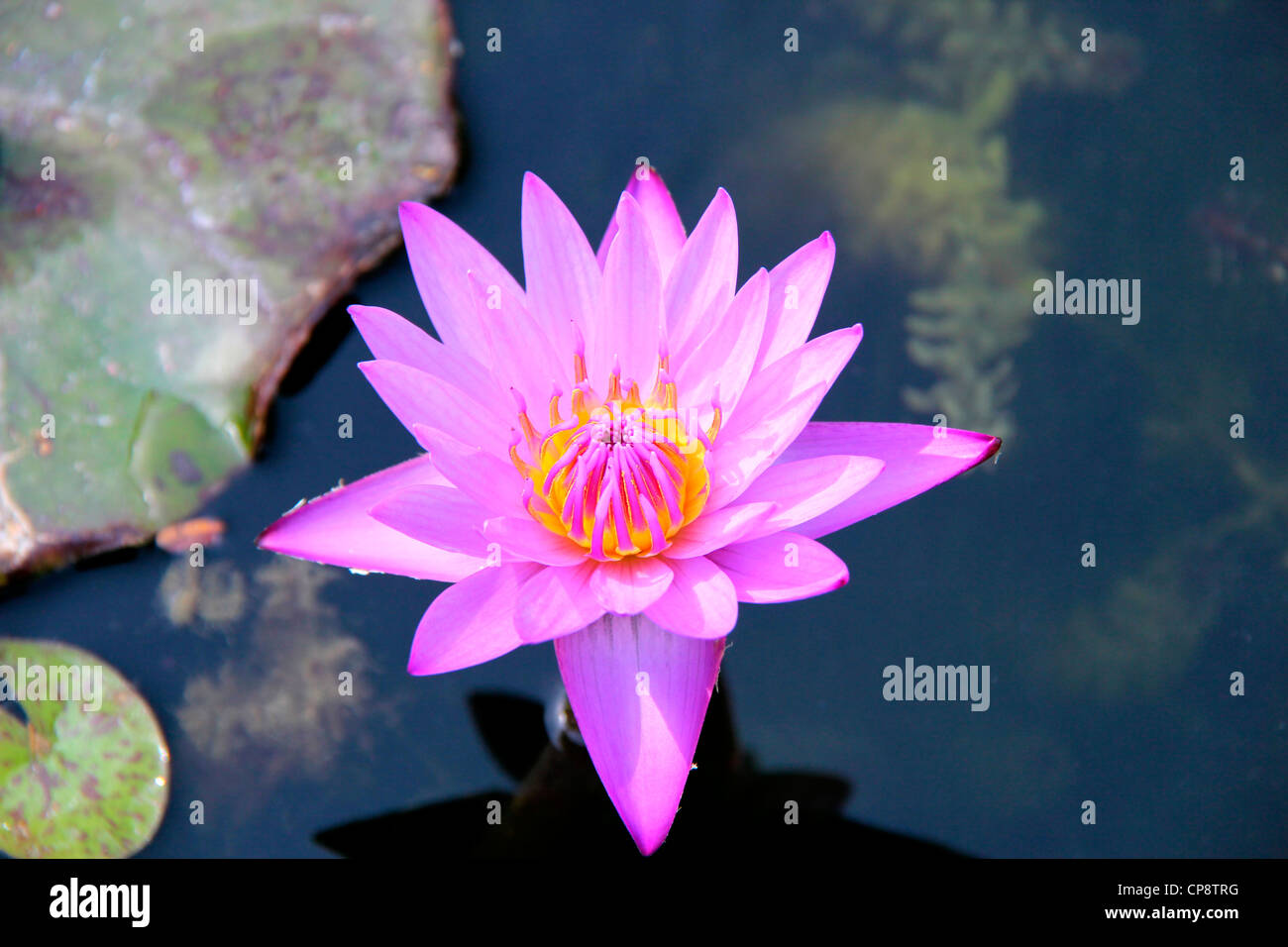 Violet water lilly hi-res stock photography and images - Alamy