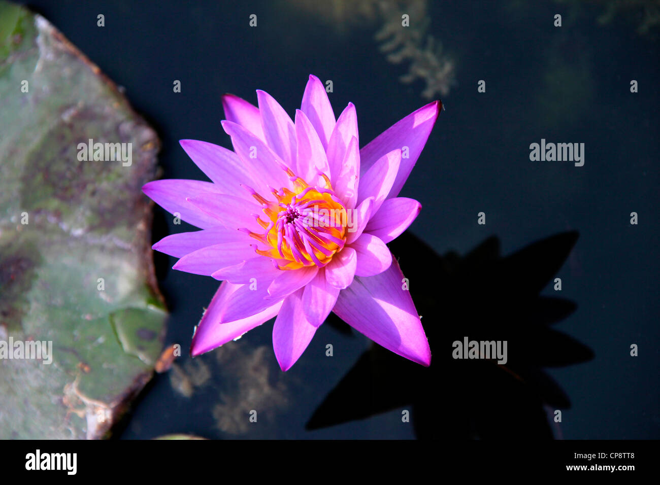 Violet water lilly hi-res stock photography and images - Alamy