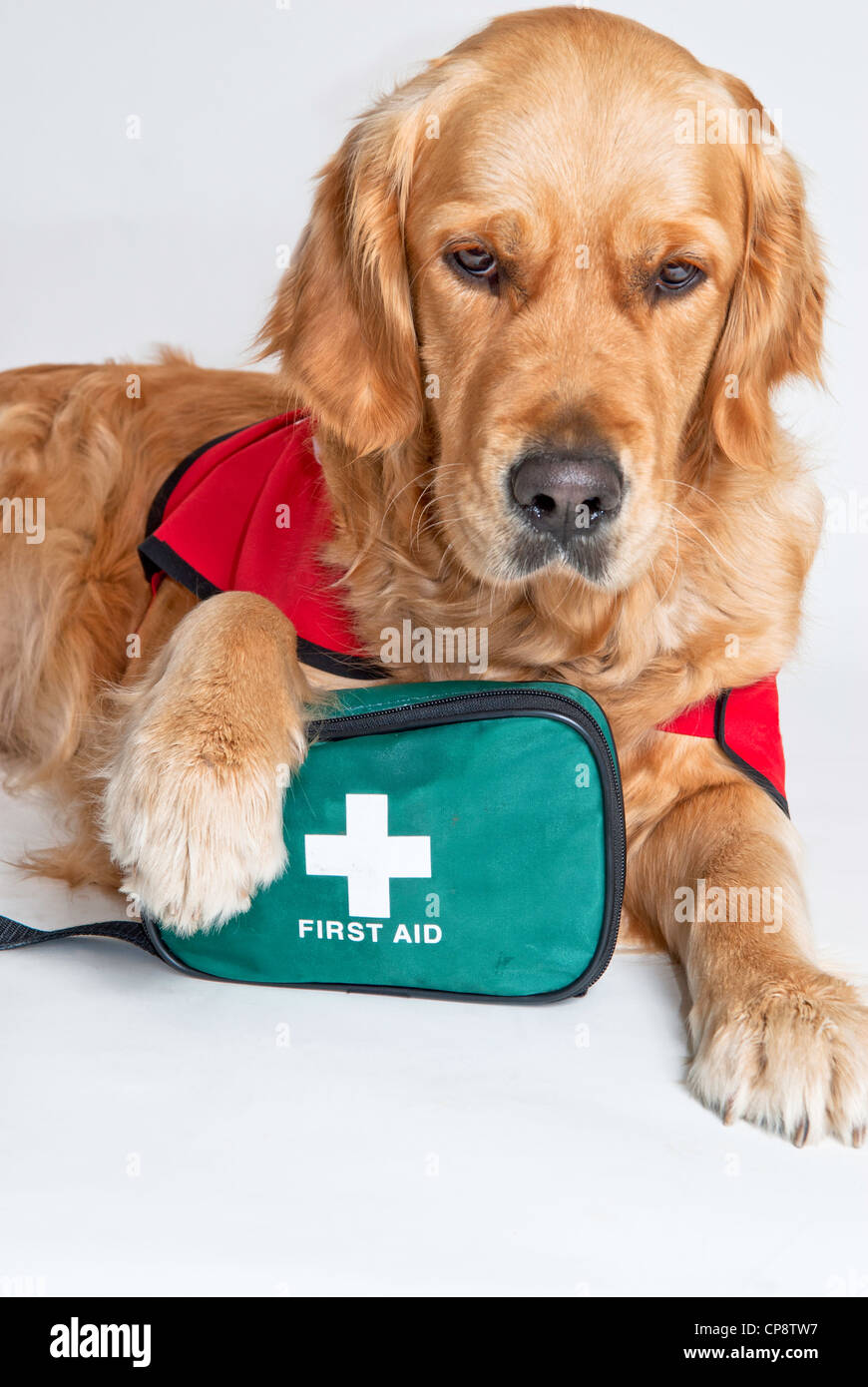 Dog and first aid kit hi-res stock photography and images - Alamy