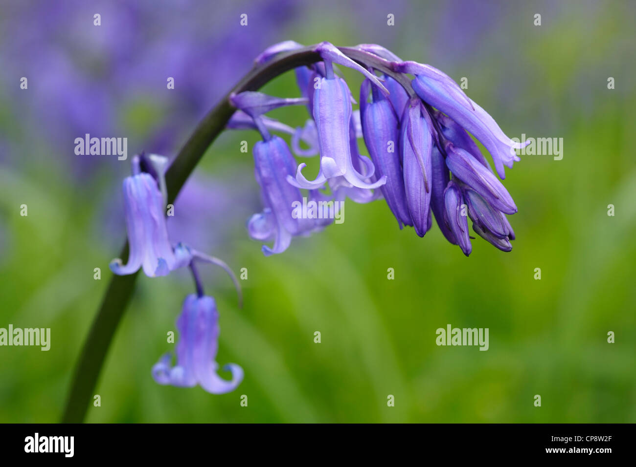 Bluebells starting to bloom in a wood Stock Photo - Alamy