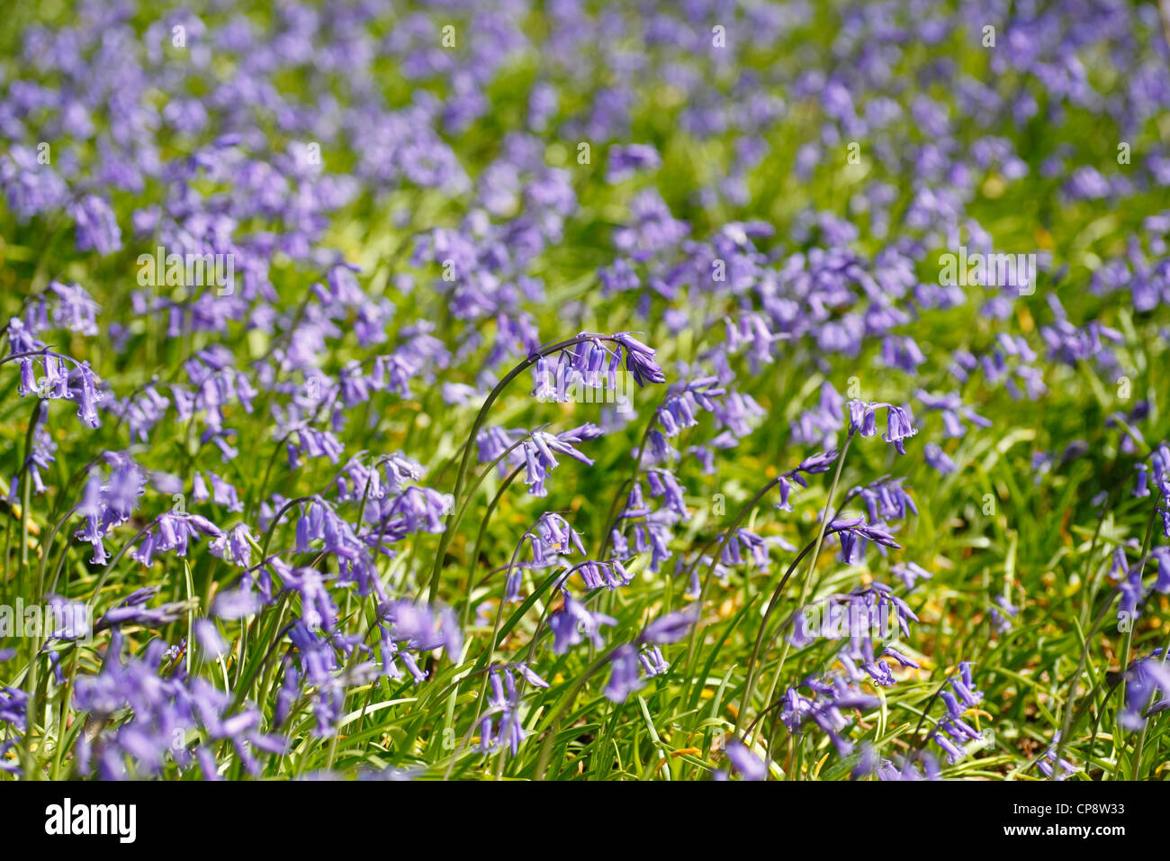 Bluebell in grass hi-res stock photography and images - Alamy