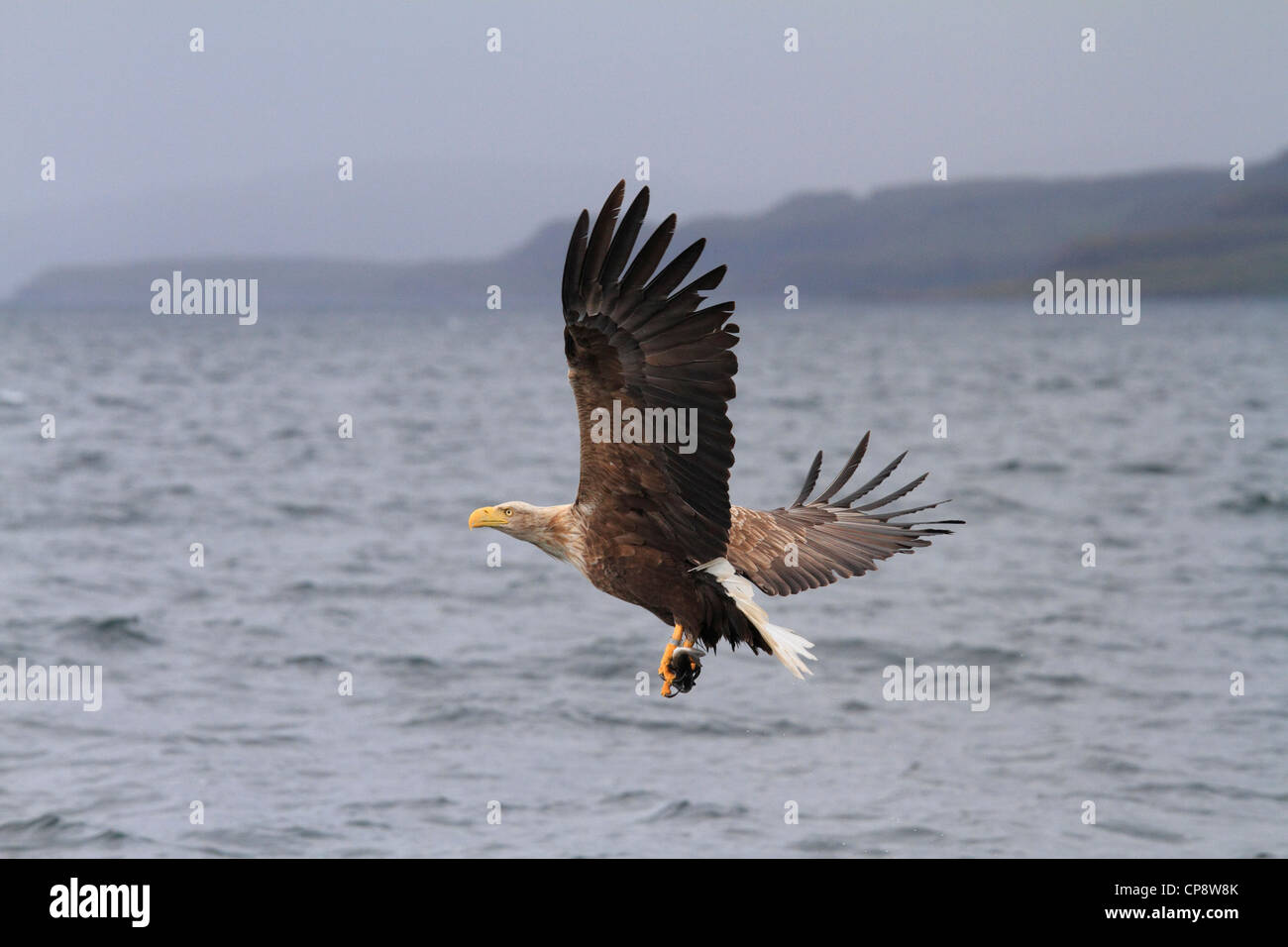 White tailed eagle sea eagle mull scotland bird fish fishing hi-res ...