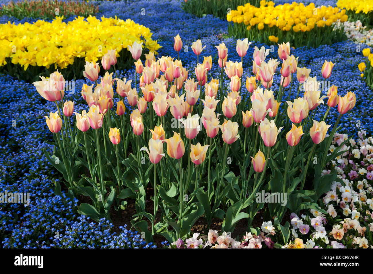Europe, Germany, North Rhine Westphalia, View of tulip flower bed Stock ...
