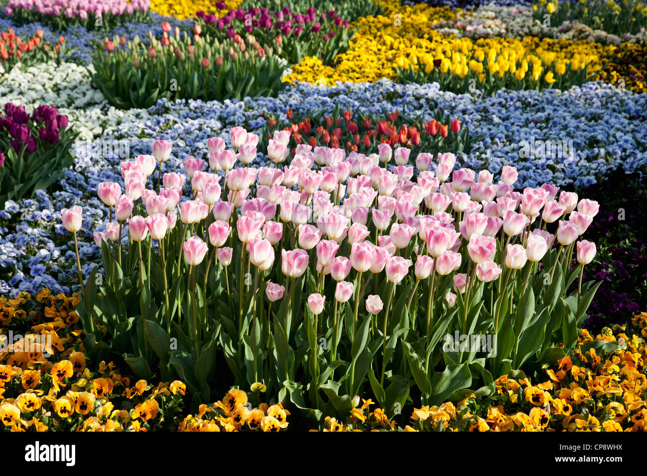 Europe, Germany, North Rhine Westphalia, View of tulip flower bed Stock ...