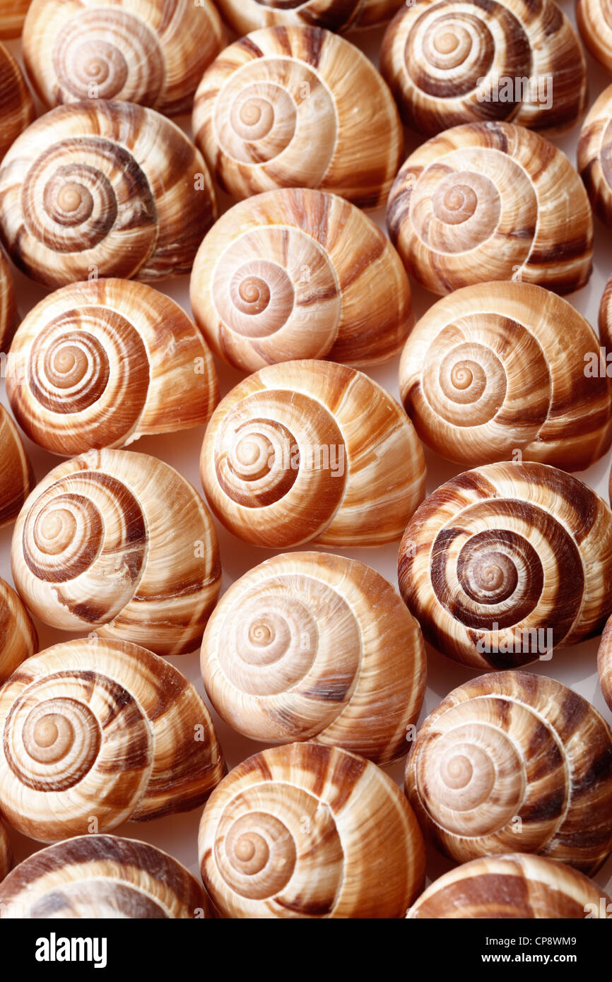 Full frame of shell, close up Stock Photo - Alamy