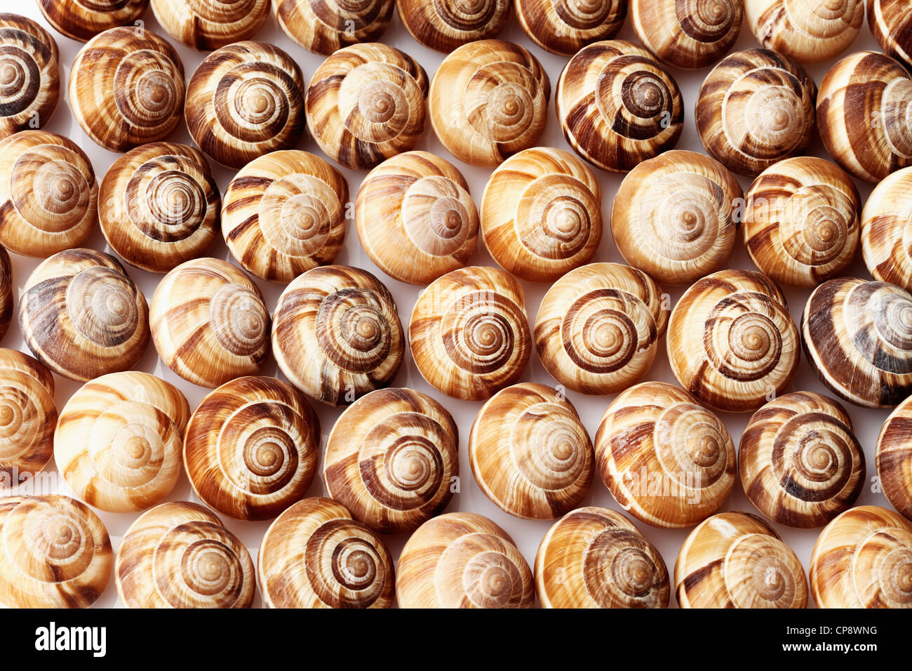 Full frame of shell hi-res stock photography and images - Alamy