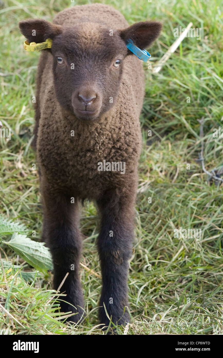 Brown Lamb Ovis aries in a field in England Stock Photo - Alamy