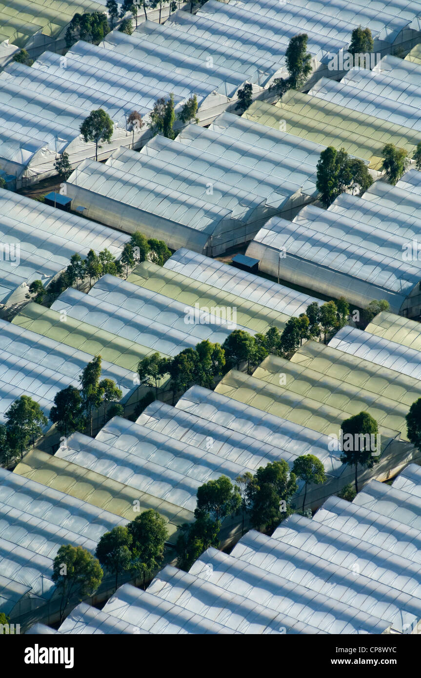 Greenhouses, horticulture production for export to Europe, aerial view ...