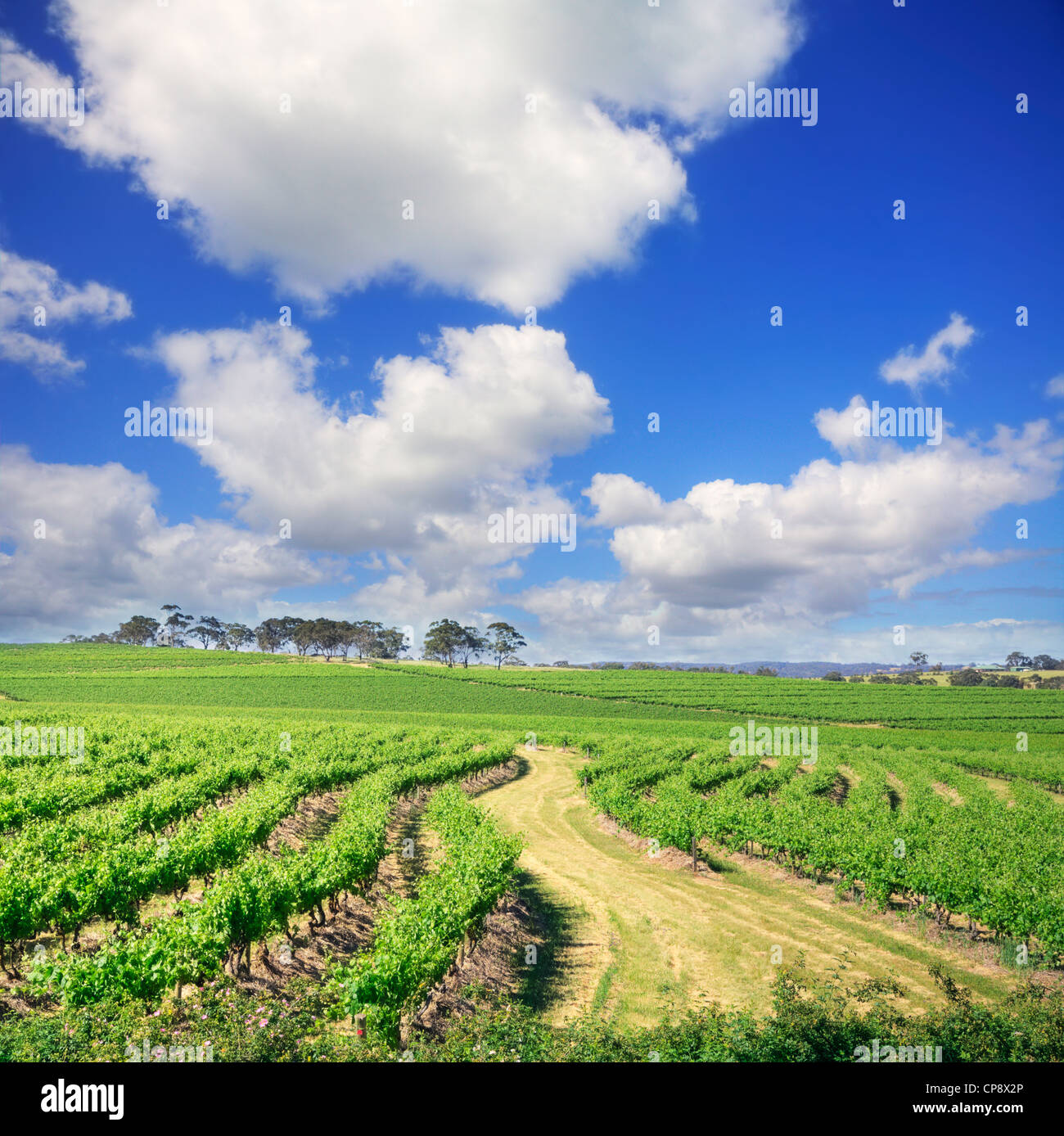Clare valley and vineyard hi-res stock photography and images - Alamy