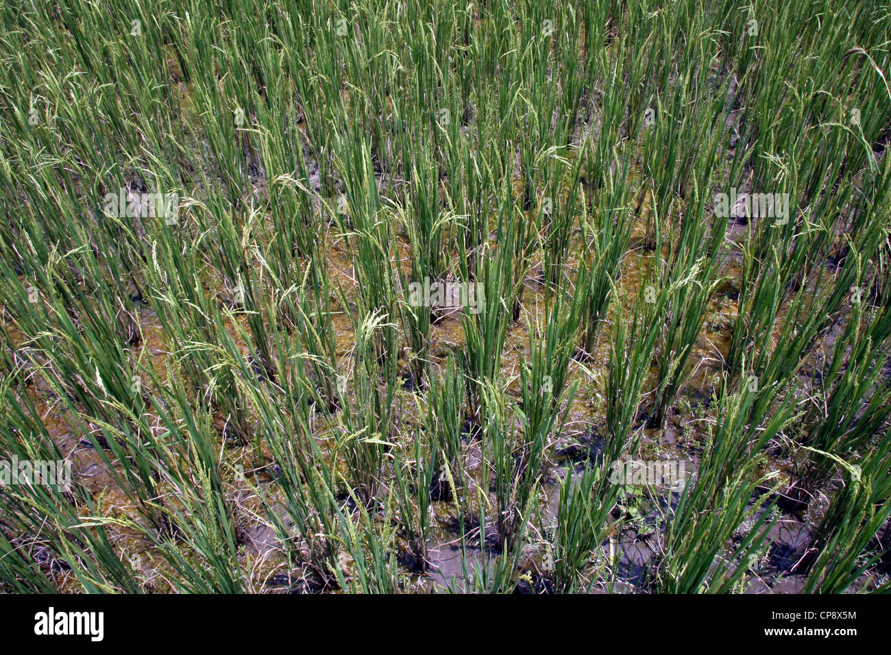 Rice paddy located in Hill Tribe village, Chiang Mai, Thailand Stock ...