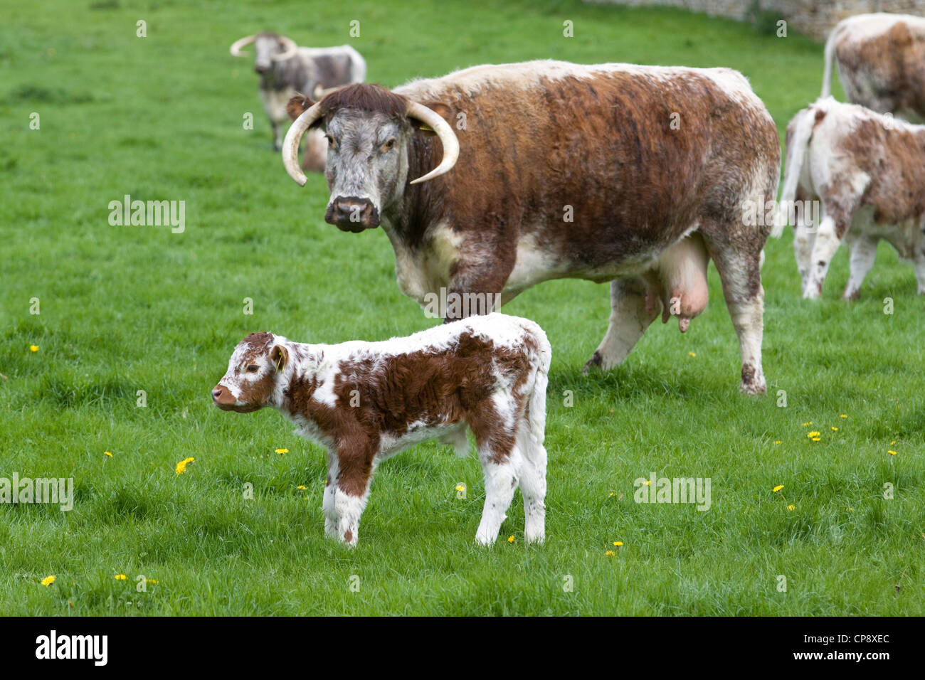 English Longhorn cattle in a green pasture in Rural England, Bos ...