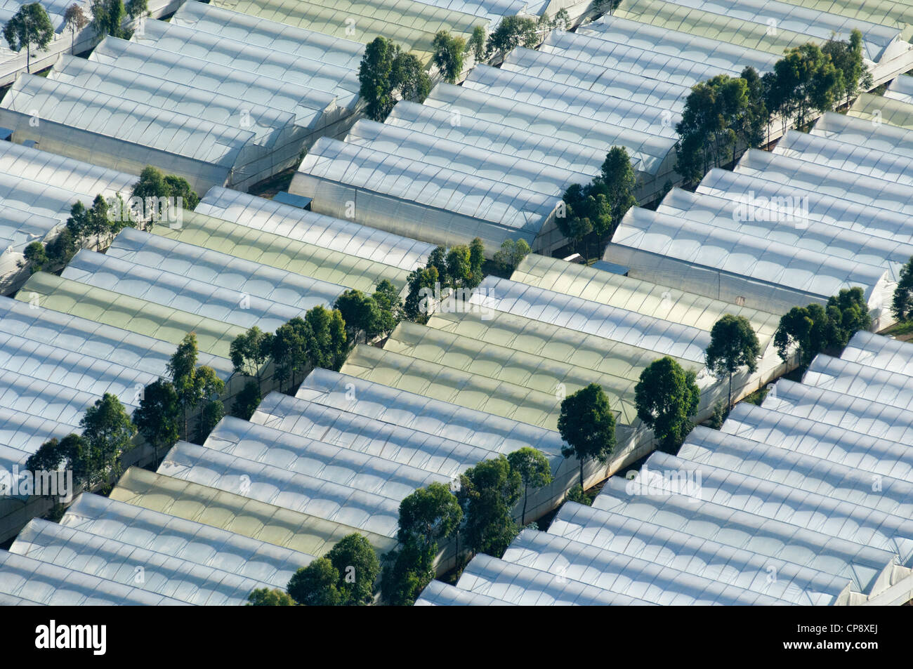Greenhouses, horticulture production for export to Europe, aerial view ...