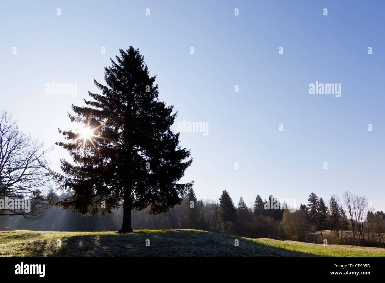 Germany, Bavaria, View of fir tree with sun Stock Photo - Alamy