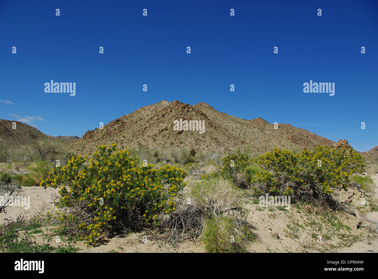 Yellow flowers and rocks, Joshua Tree National Park, California Stock ...