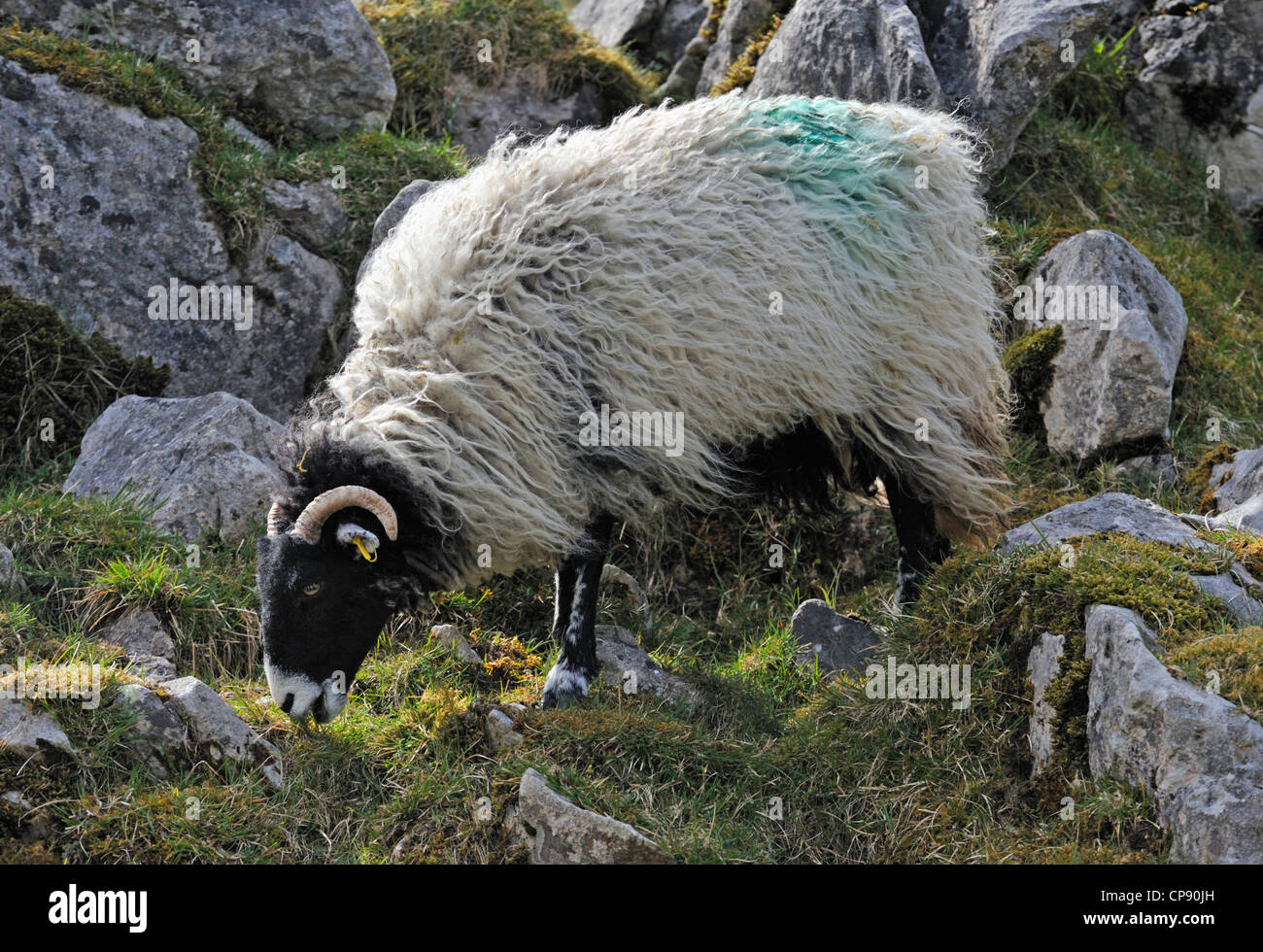Swaledale ewe. Chapel-le-Dale, Ingleton, Yorkshire Dales National Park ...