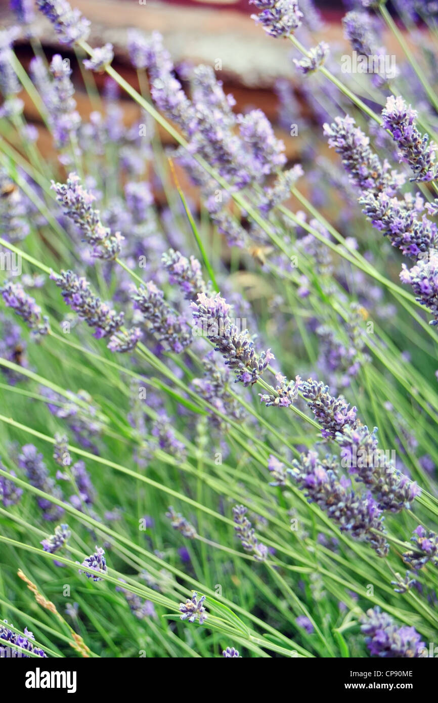 Lavender flower field Stock Photo - Alamy