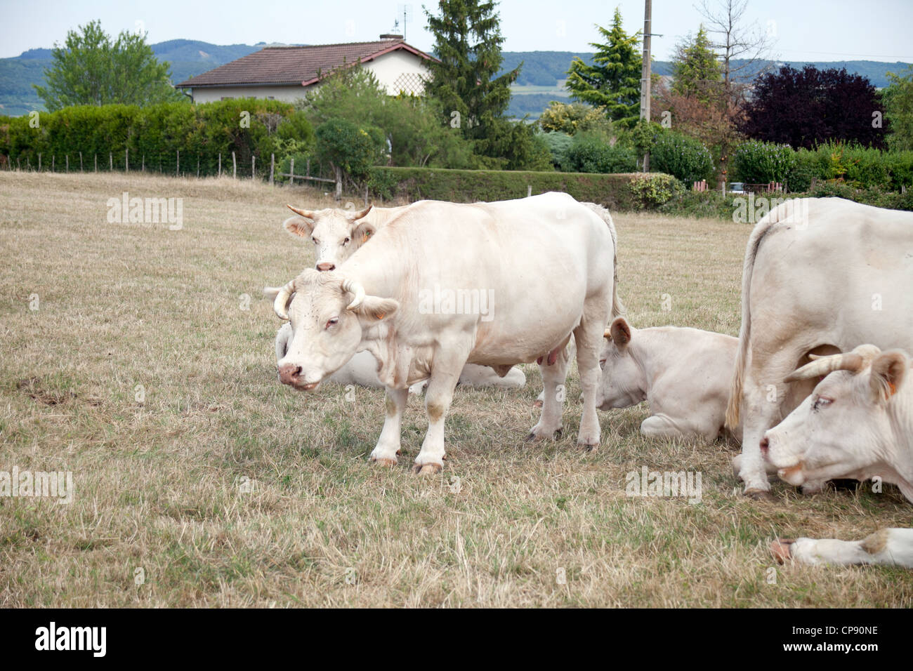 white cows on the meadow Stock Photo - Alamy
