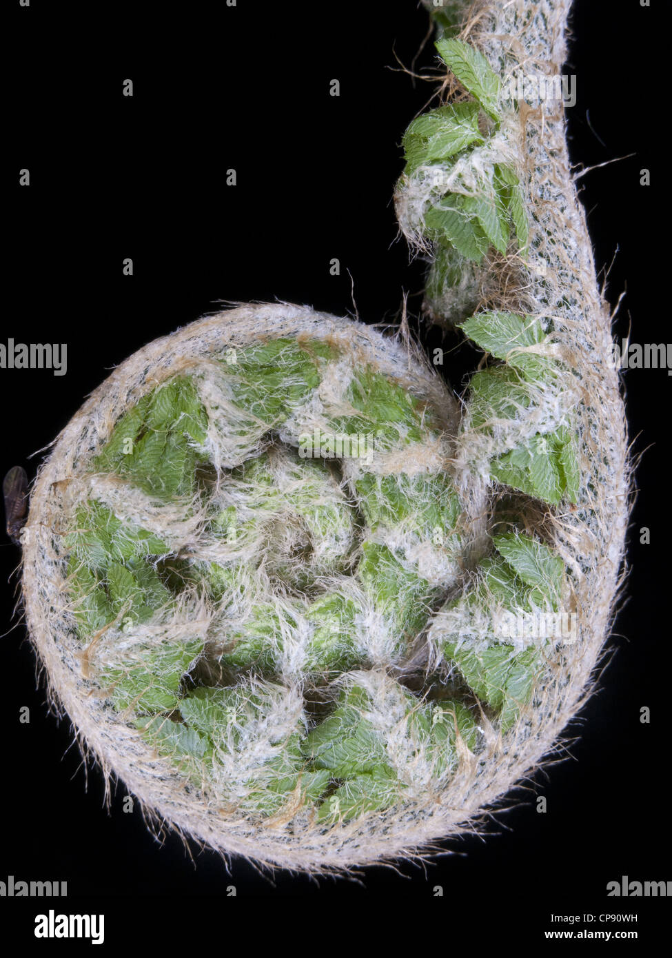 Curl round hi-res stock photography and images - Alamy