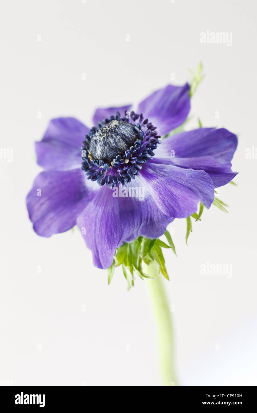 Anemone hybrid hi-res stock photography and images - Alamy