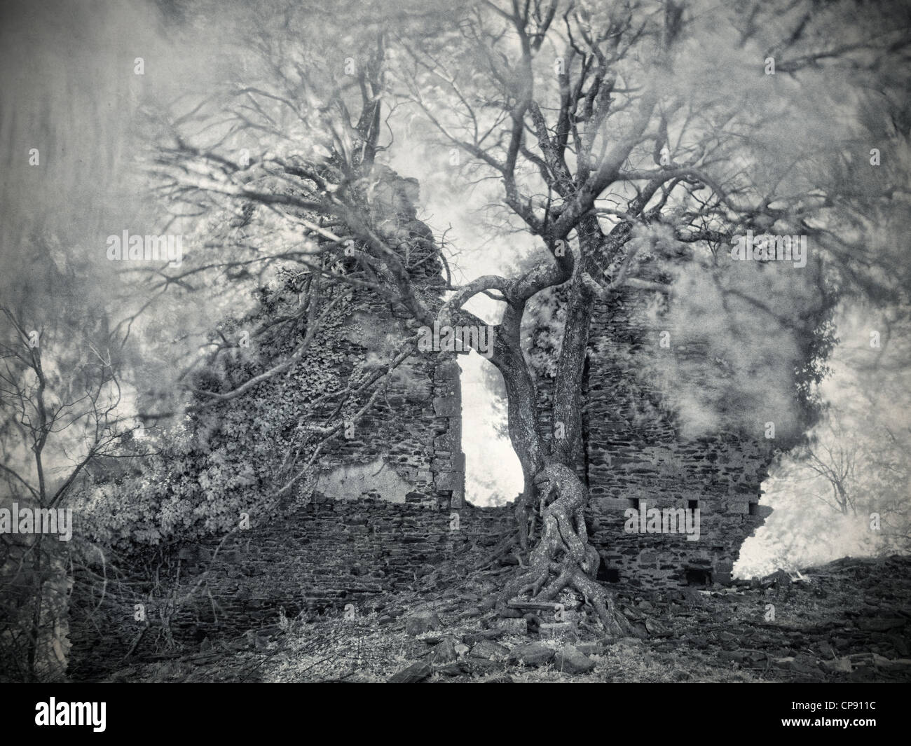 IR image of an abandoned castle walls with a tree in windy day Stock ...