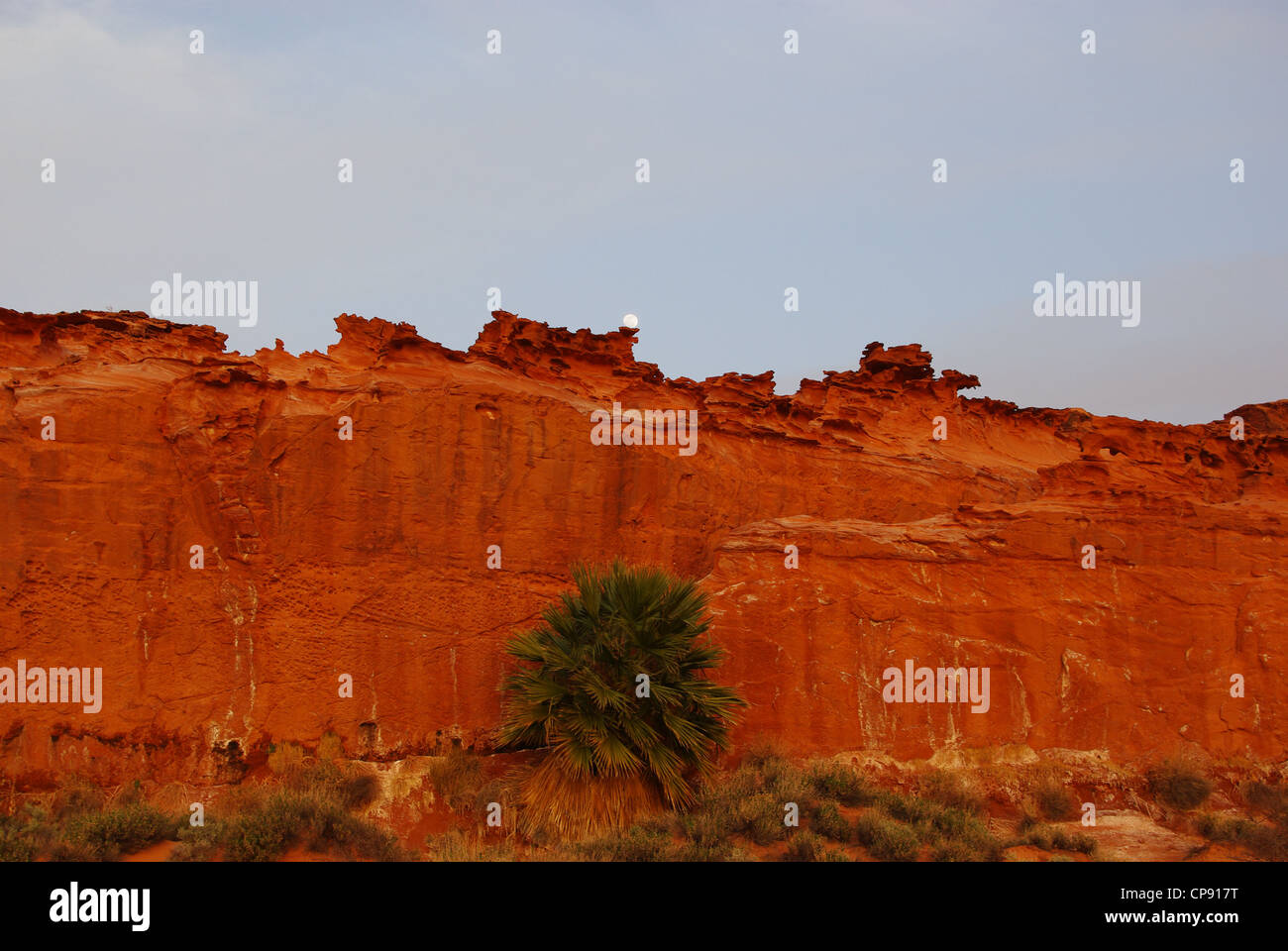 The little palm tree hi-res stock photography and images - Alamy