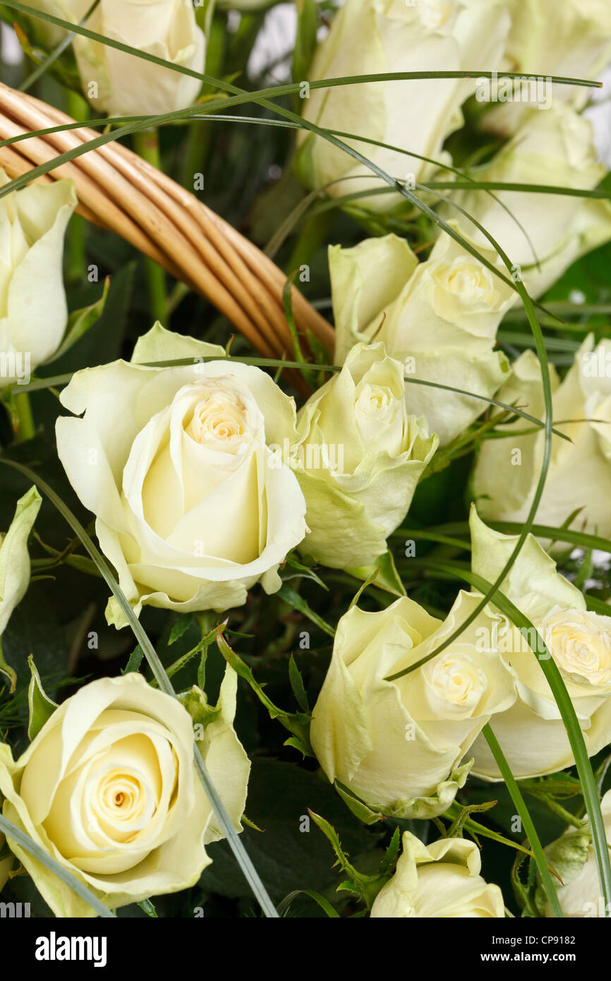 Vitality roses hi-res stock photography and images - Alamy