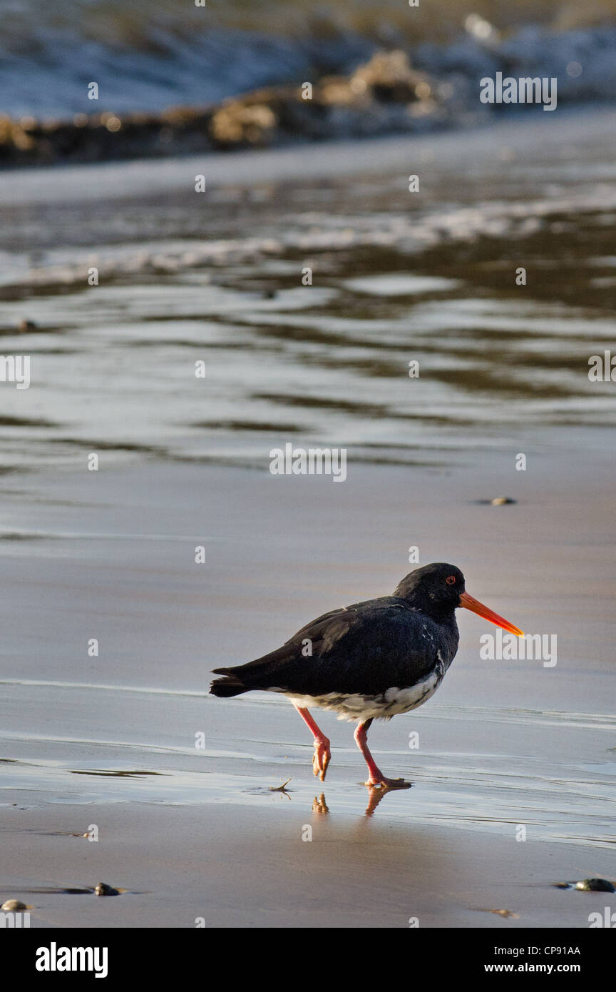 South African Birds With Orange Legs High Resolution Stock Photography ...