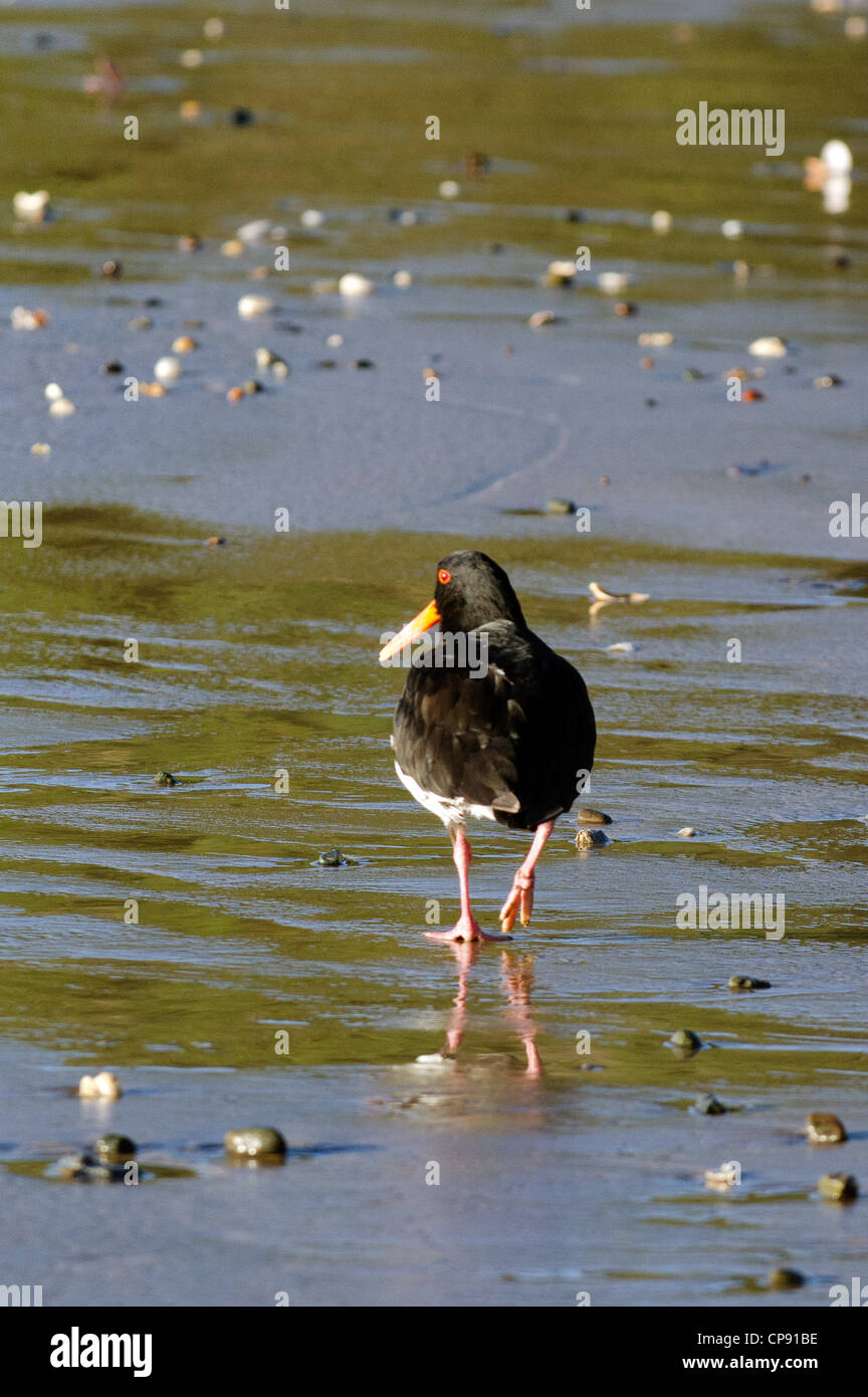 South African Birds With Orange Legs High Resolution Stock Photography ...