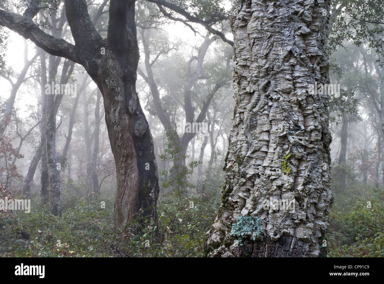 Cork wood with mist Stock Photo - Alamy