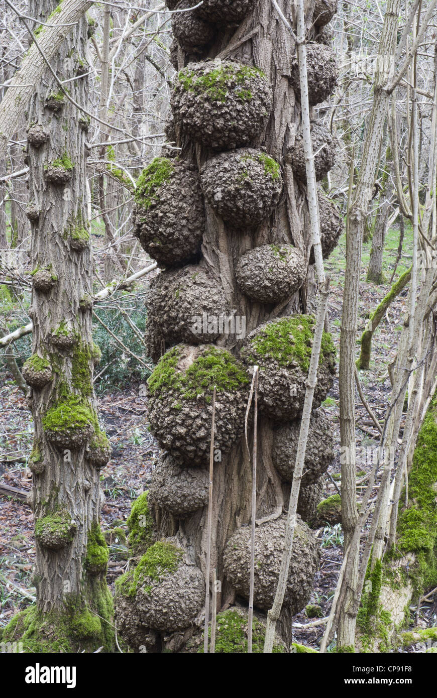 Cortex cancers on hornbeam trees Stock Photo - Alamy