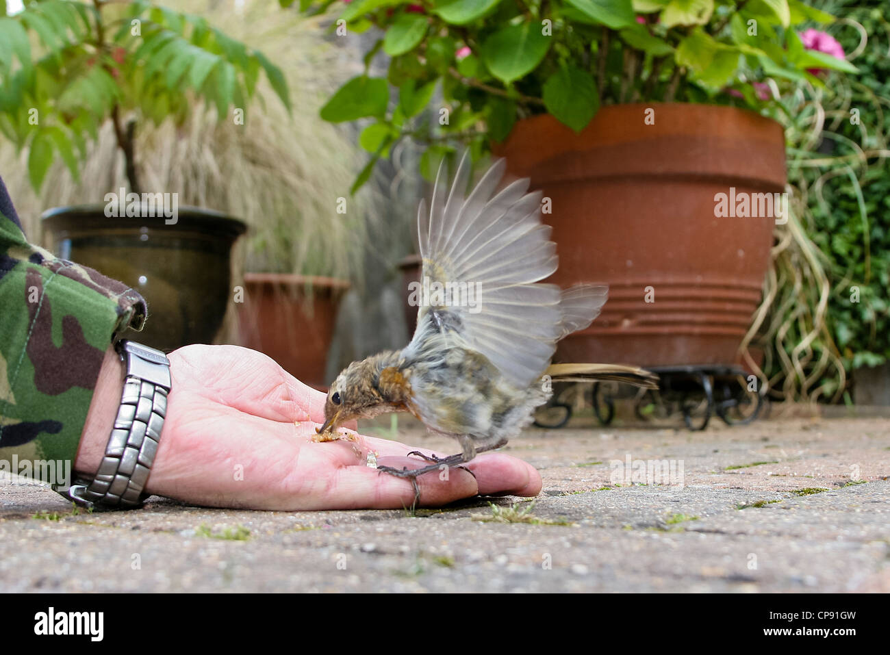 Robin hand feeding hi-res stock photography and images - Alamy