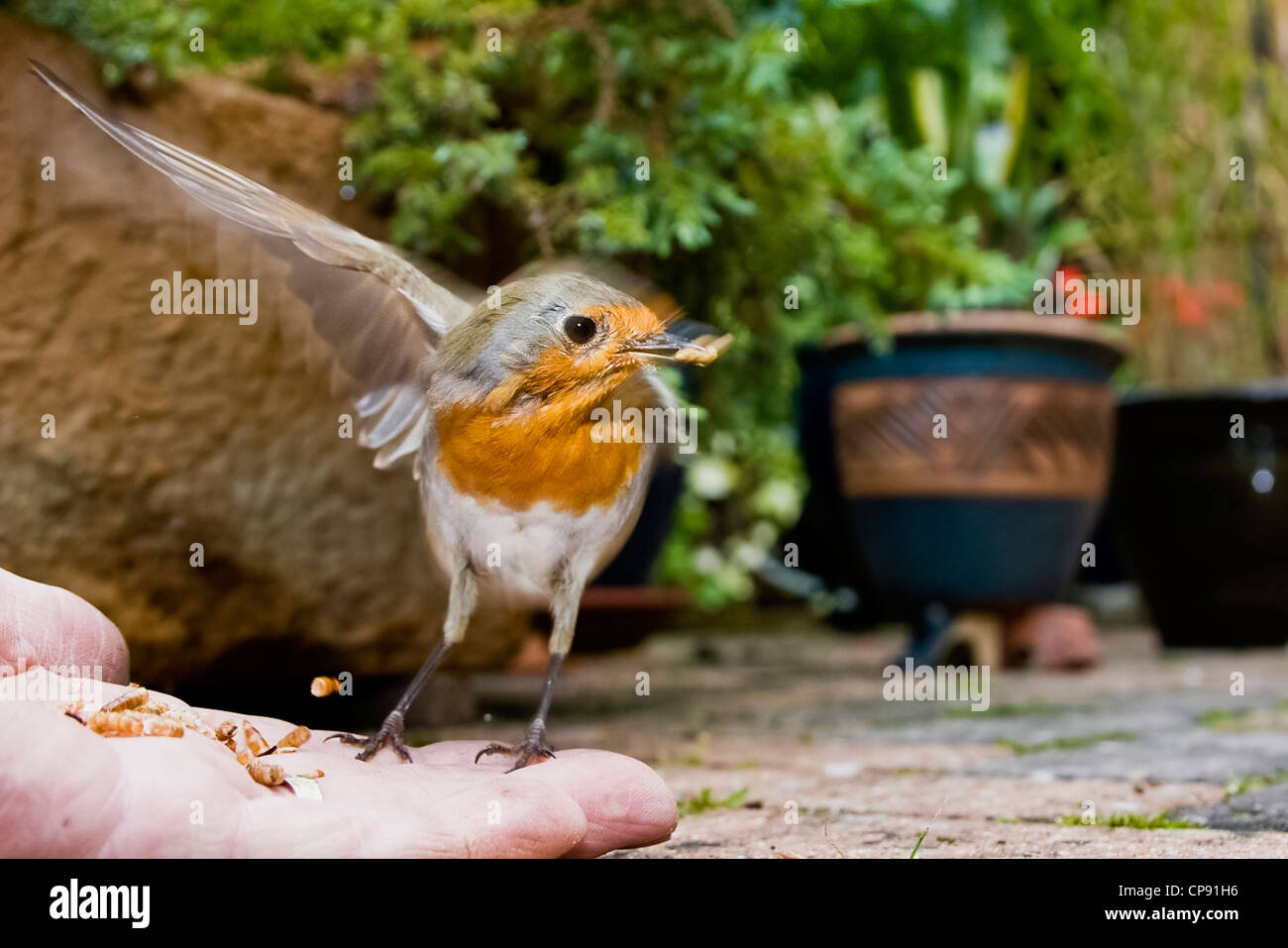 Robin hand feeding hi-res stock photography and images - Alamy