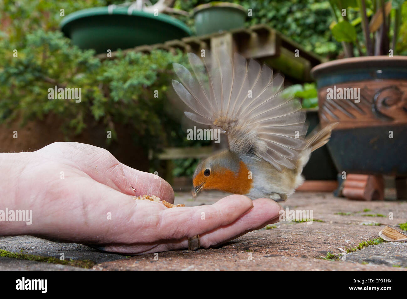 Robin hand feeding hi-res stock photography and images - Alamy