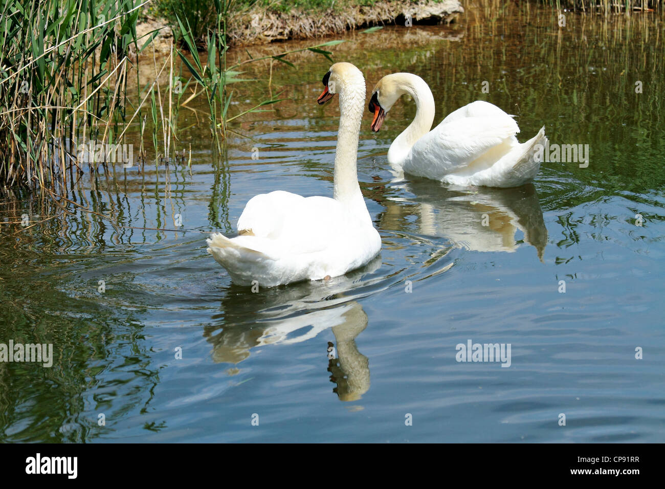 Scenes of birds in their natural environment Stock Photo - Alamy