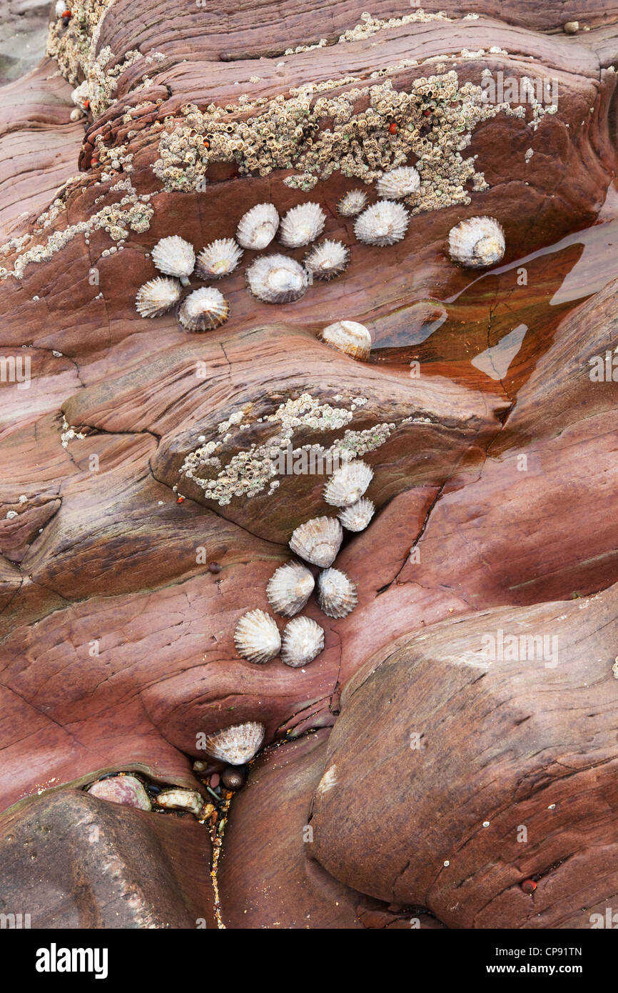 Sea creatures rock pool uk hi-res stock photography and images - Alamy