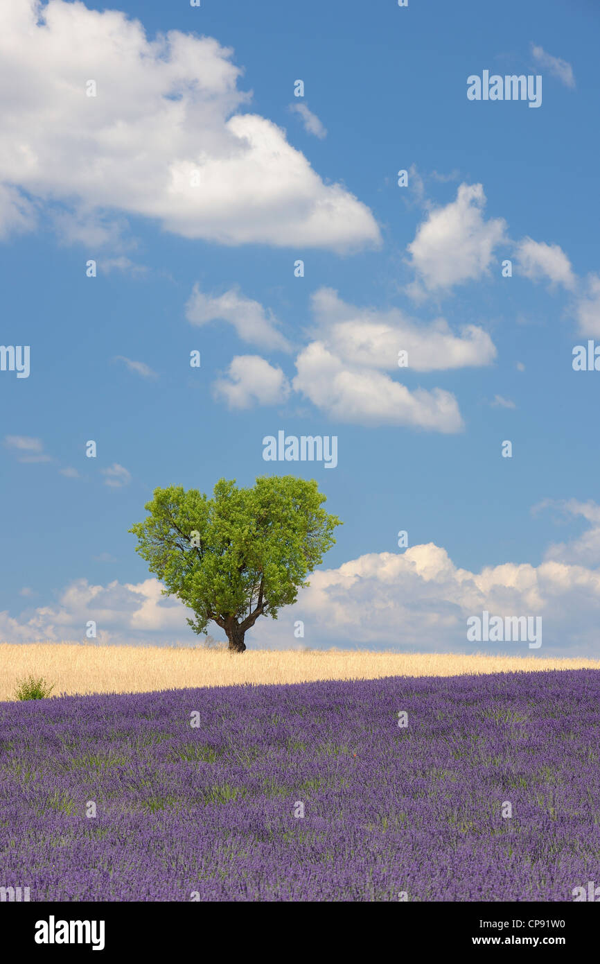 France, View of lavender field with tree Stock Photo - Alamy