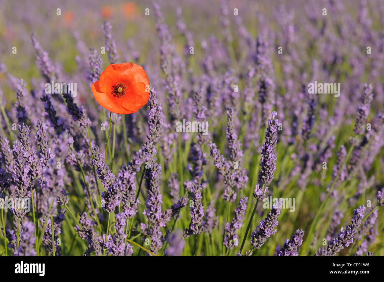 France, View of lavender field with poppy Stock Photo - Alamy