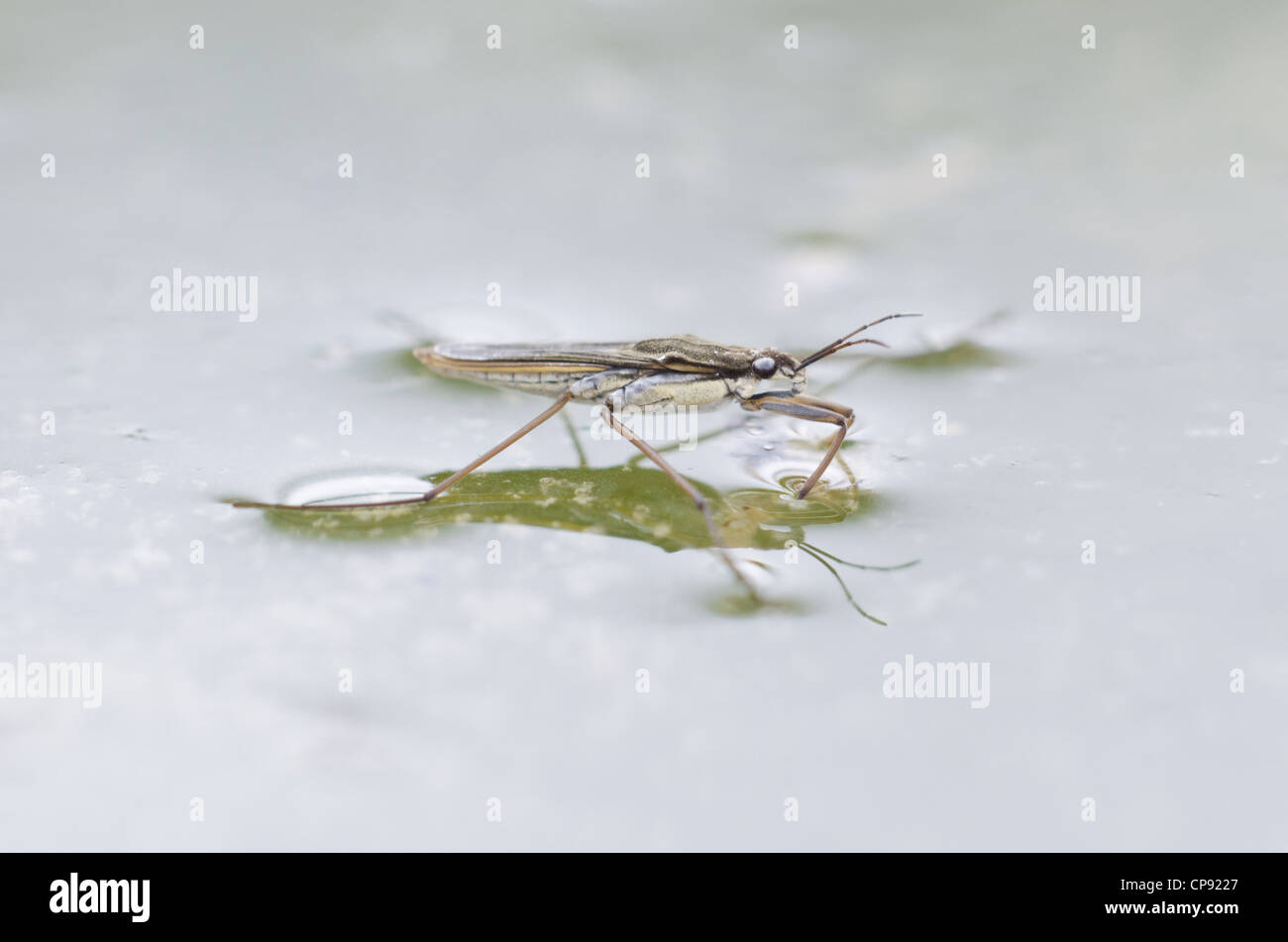 Gerris on water surface of a pond Stock Photo - Alamy