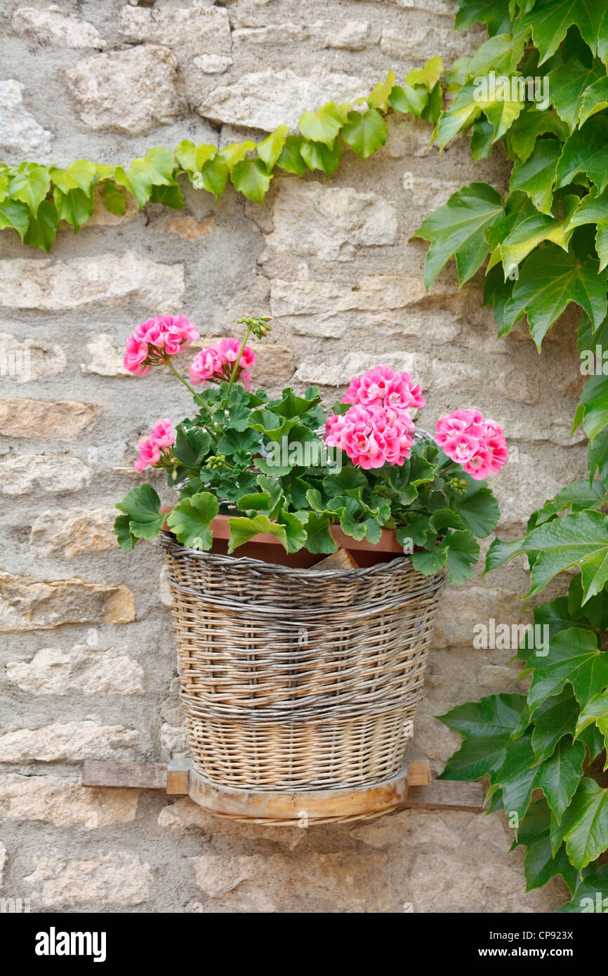 beauty geranium outdoor Stock Photo - Alamy