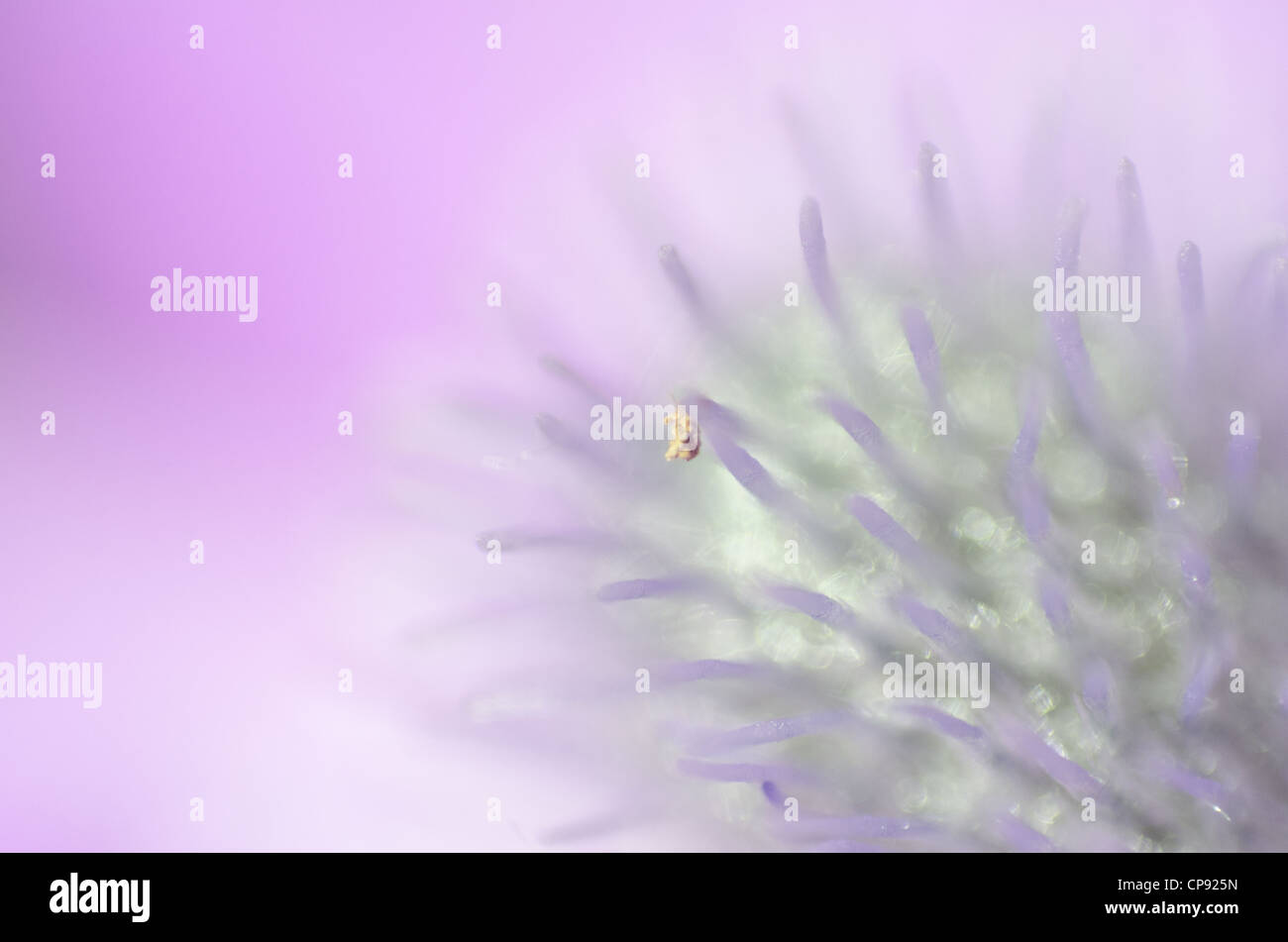 Very close up view of an anemone flower Stock Photo - Alamy