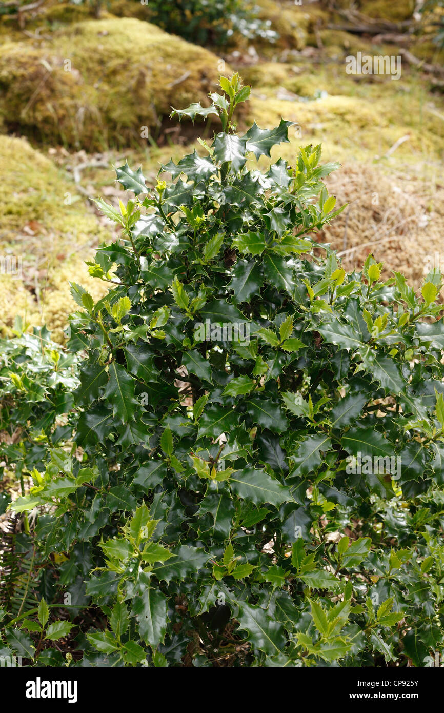 Ireland, County Donegal, View of European holly Stock Photo - Alamy