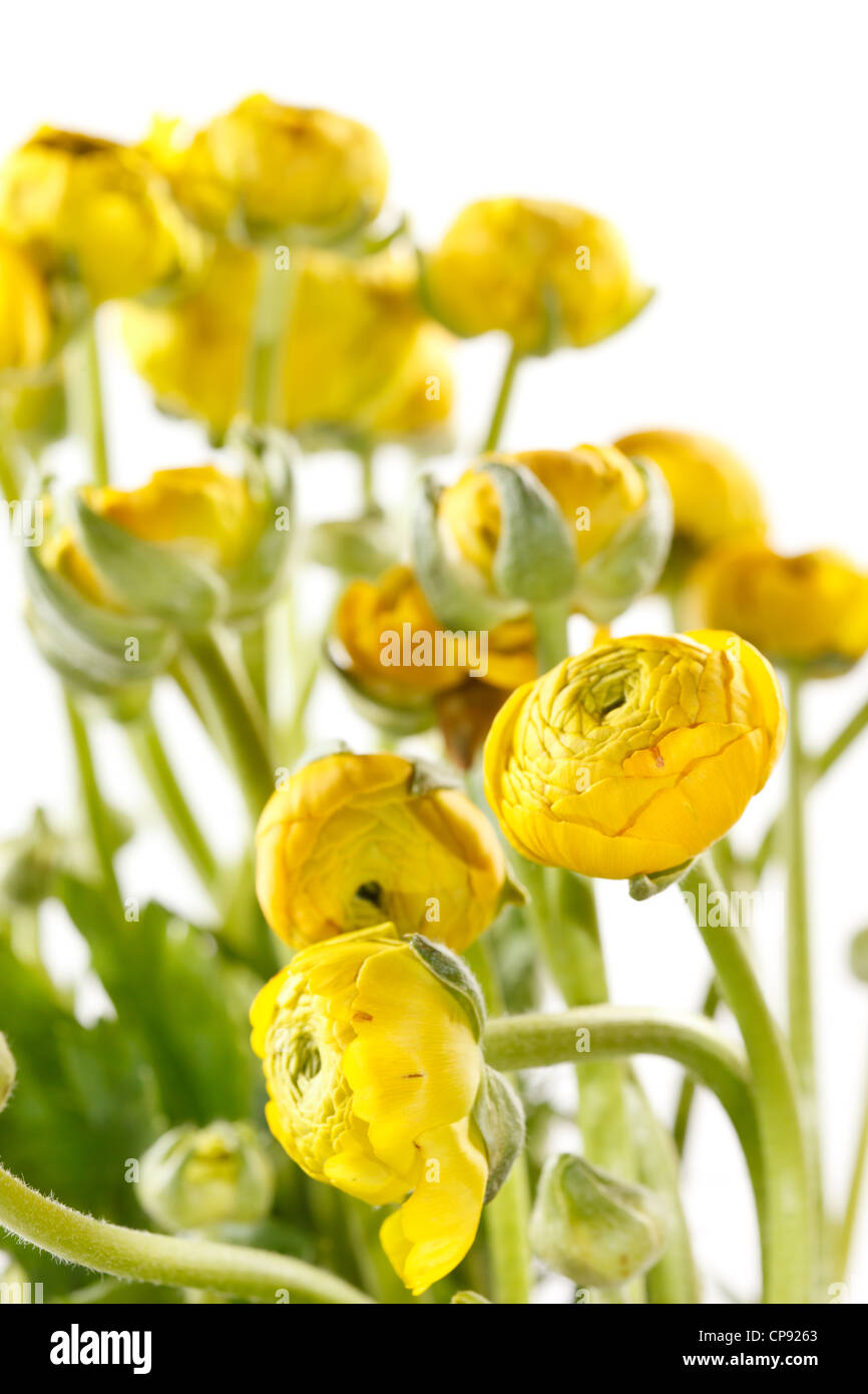 Yellowcup hi-res stock photography and images - Alamy