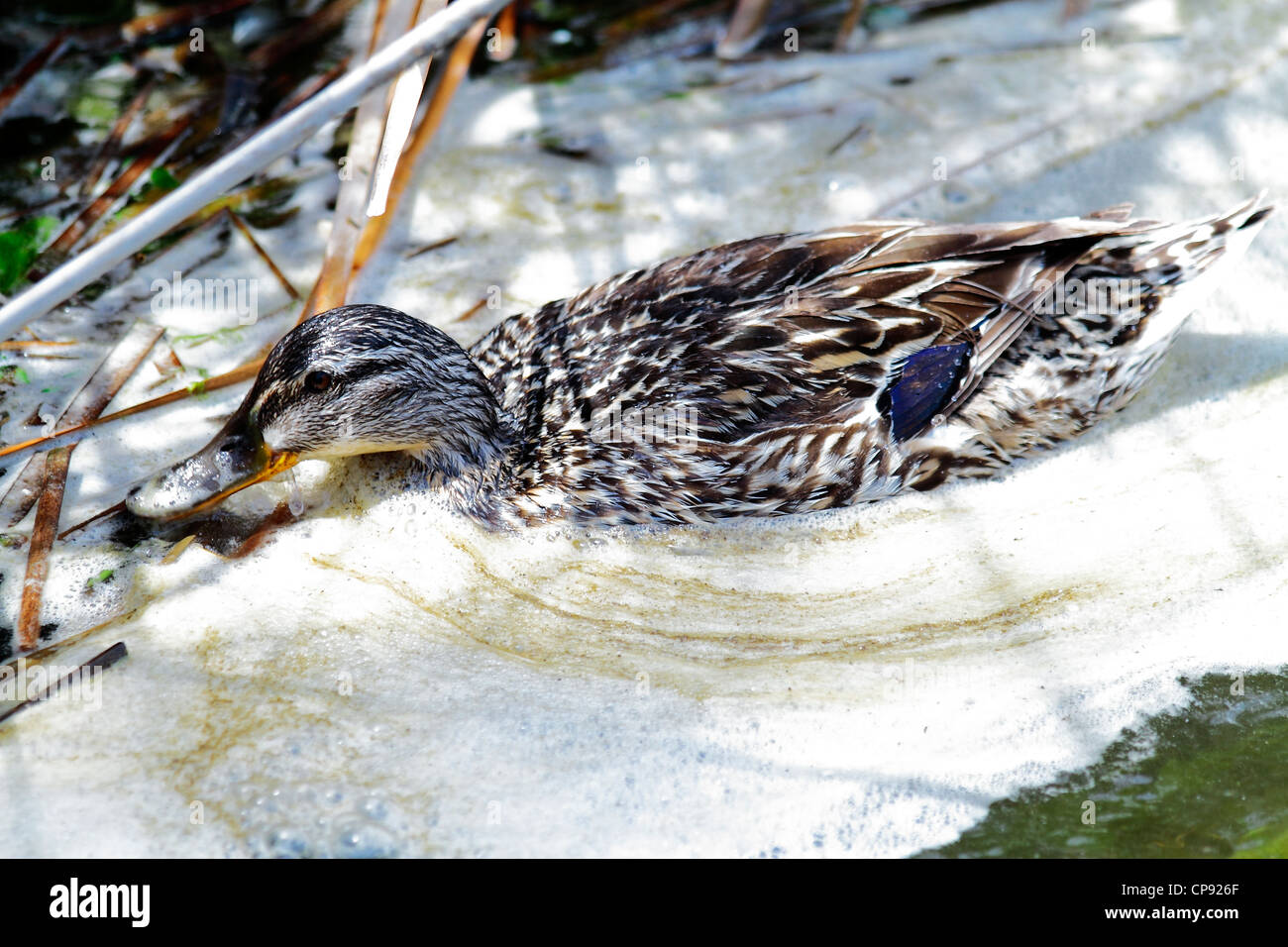 Scenes of birds in their natural environment Stock Photo - Alamy