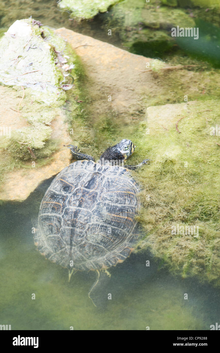 Crawling out a hi-res stock photography and images - Alamy