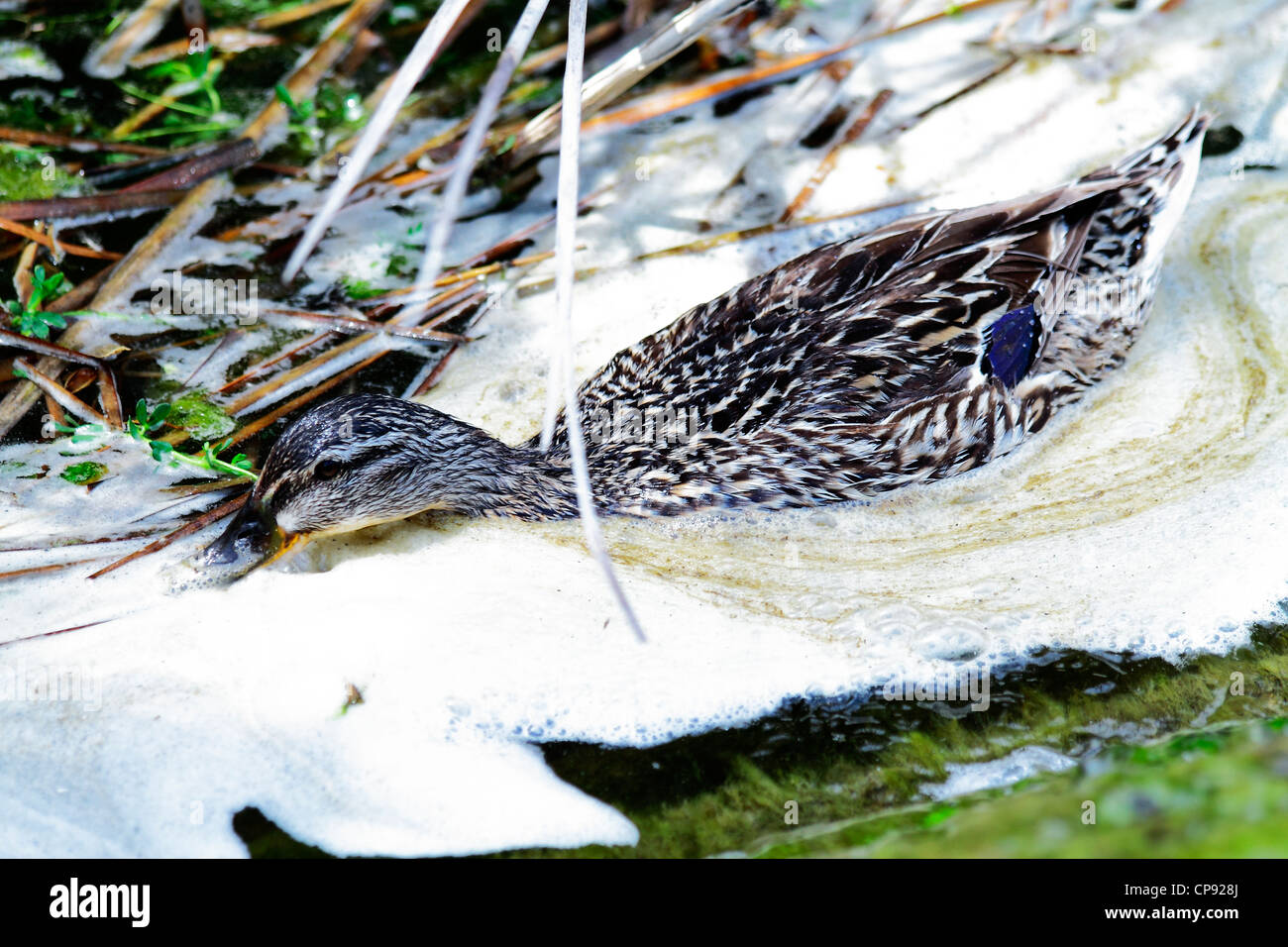 Scenes of birds in their natural environment Stock Photo - Alamy